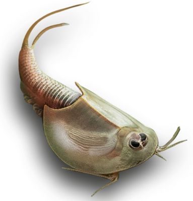 Triops Urzeitkrebse, SES Creative | myToys